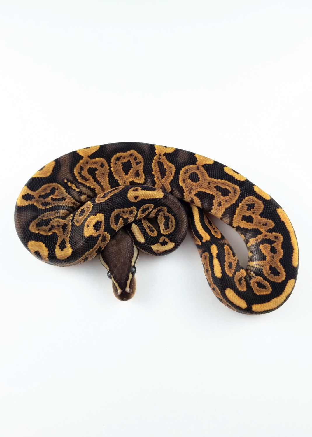 Black Pastel Fire Double Het Albino TSK Axanthic Ball Python by ...