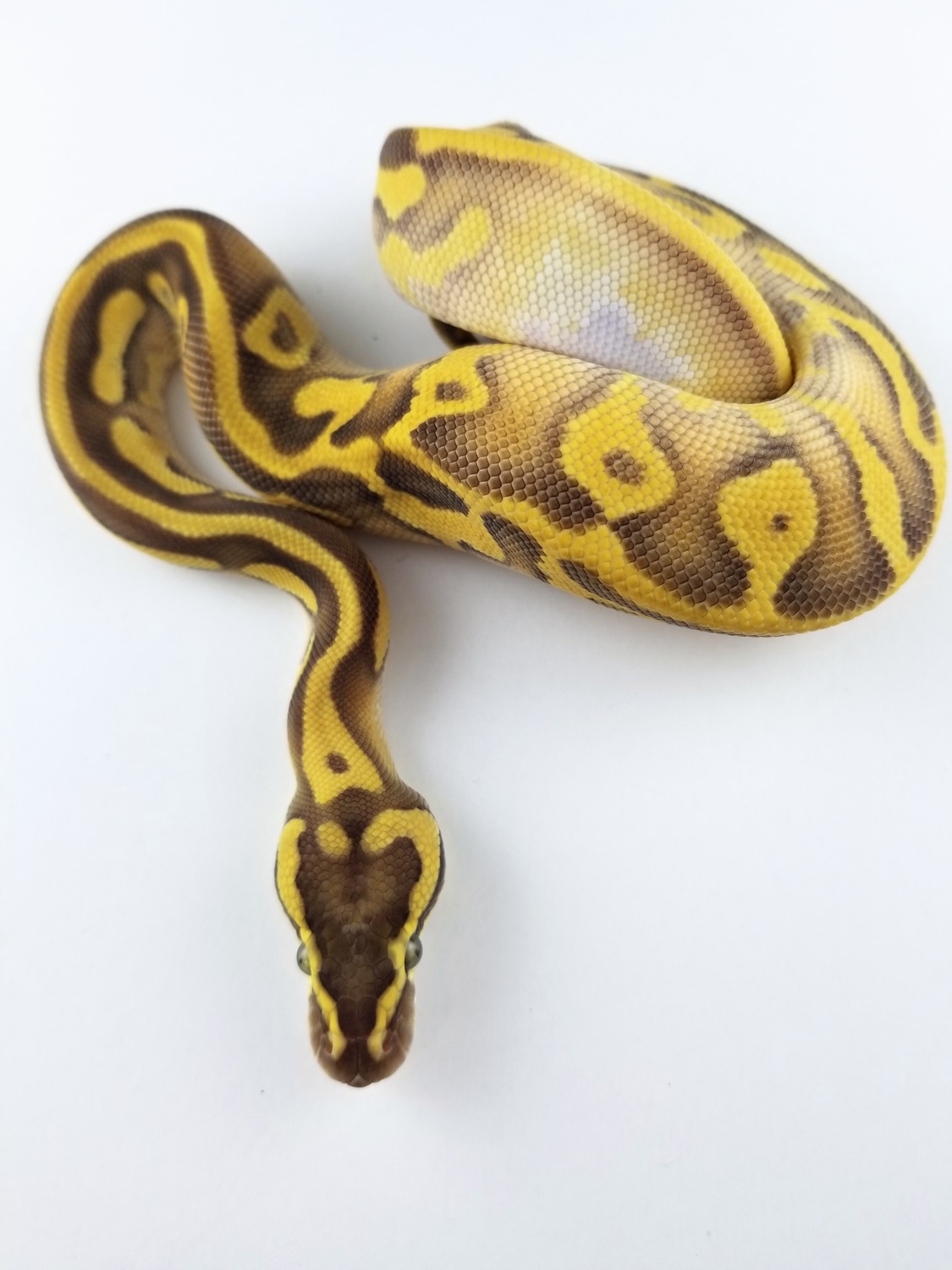 Lesser Enchi Fire Leopard Yellow Belly Ball Python by Powerline ...