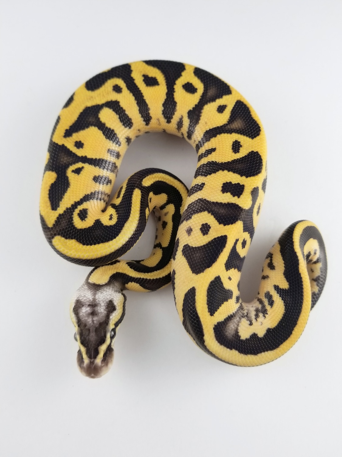 Leopard Firefly 50% Het TSK Axanthic Ball Python by Powerline Reptiles ...