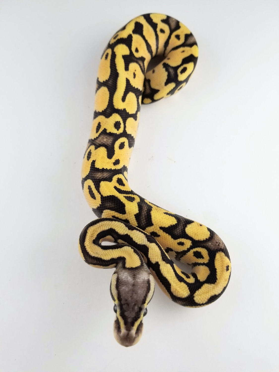 Firefly 50% Het TSK Axanthic Ball Python by Powerline Reptiles ...