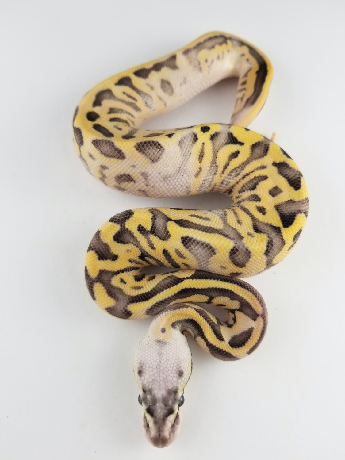 Superfly Leopard 50% Het TSK Axanthic Ball Python by Powerline Reptiles - MorphMarket