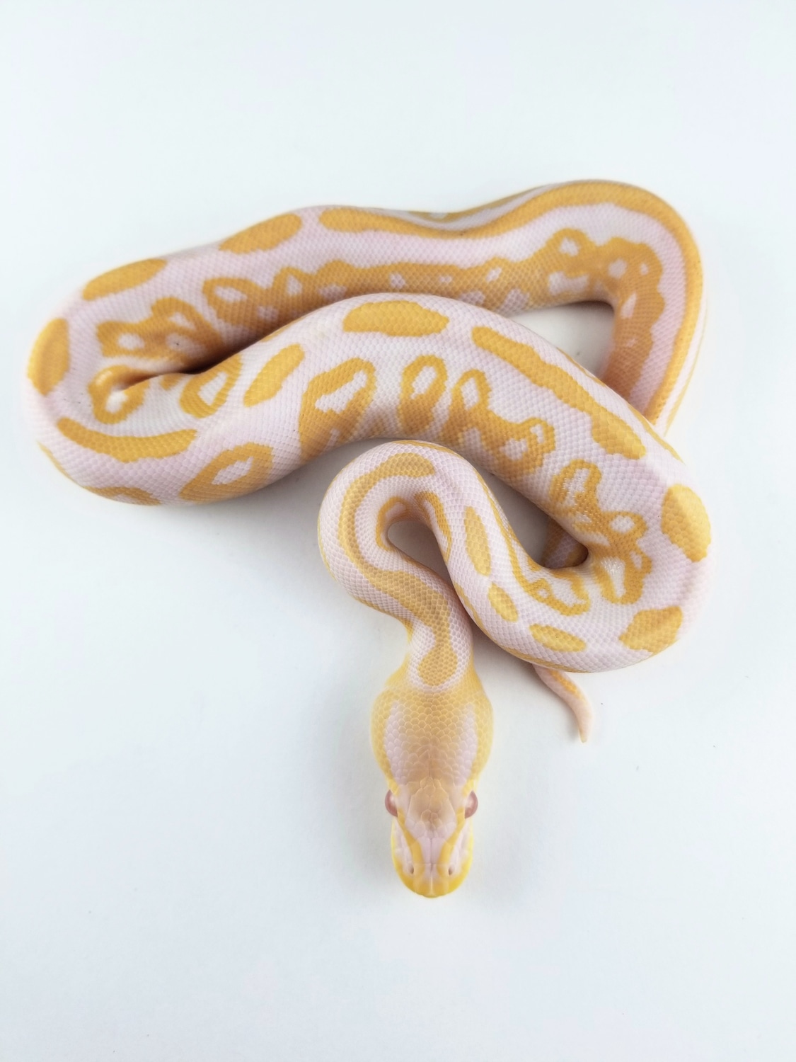Black Pastel Leopard Albino Ball Python by Powerline Reptiles - MorphMarket