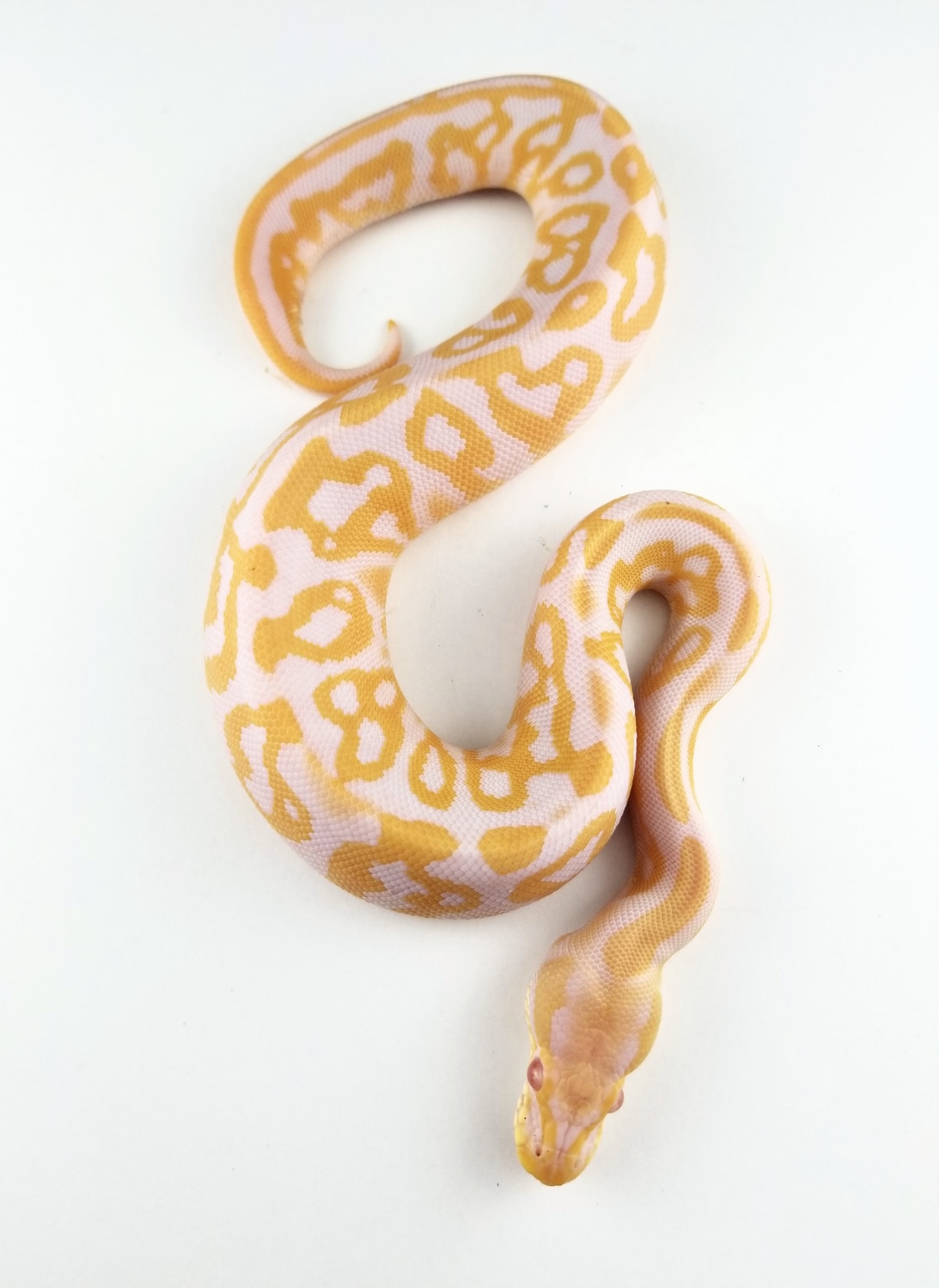 Black Pastel Leopard Albino Ball Python by Powerline Reptiles - MorphMarket