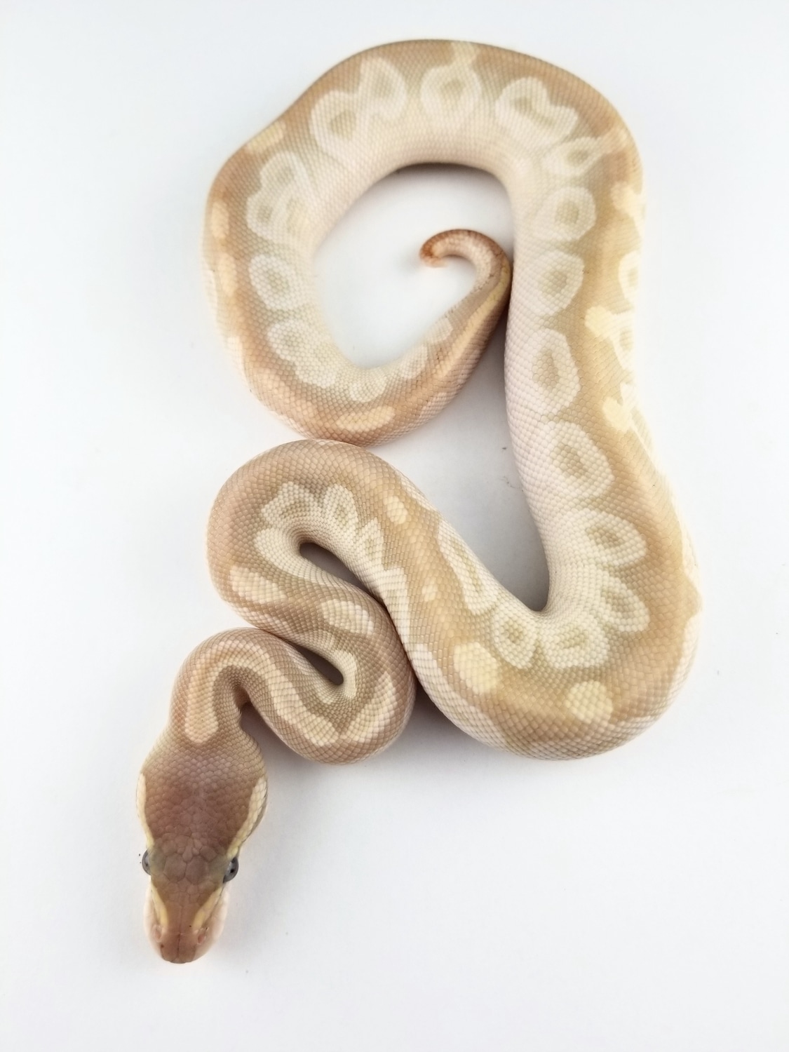 Crystal Het Ghost Ball Python by Powerline Reptiles - MorphMarket
