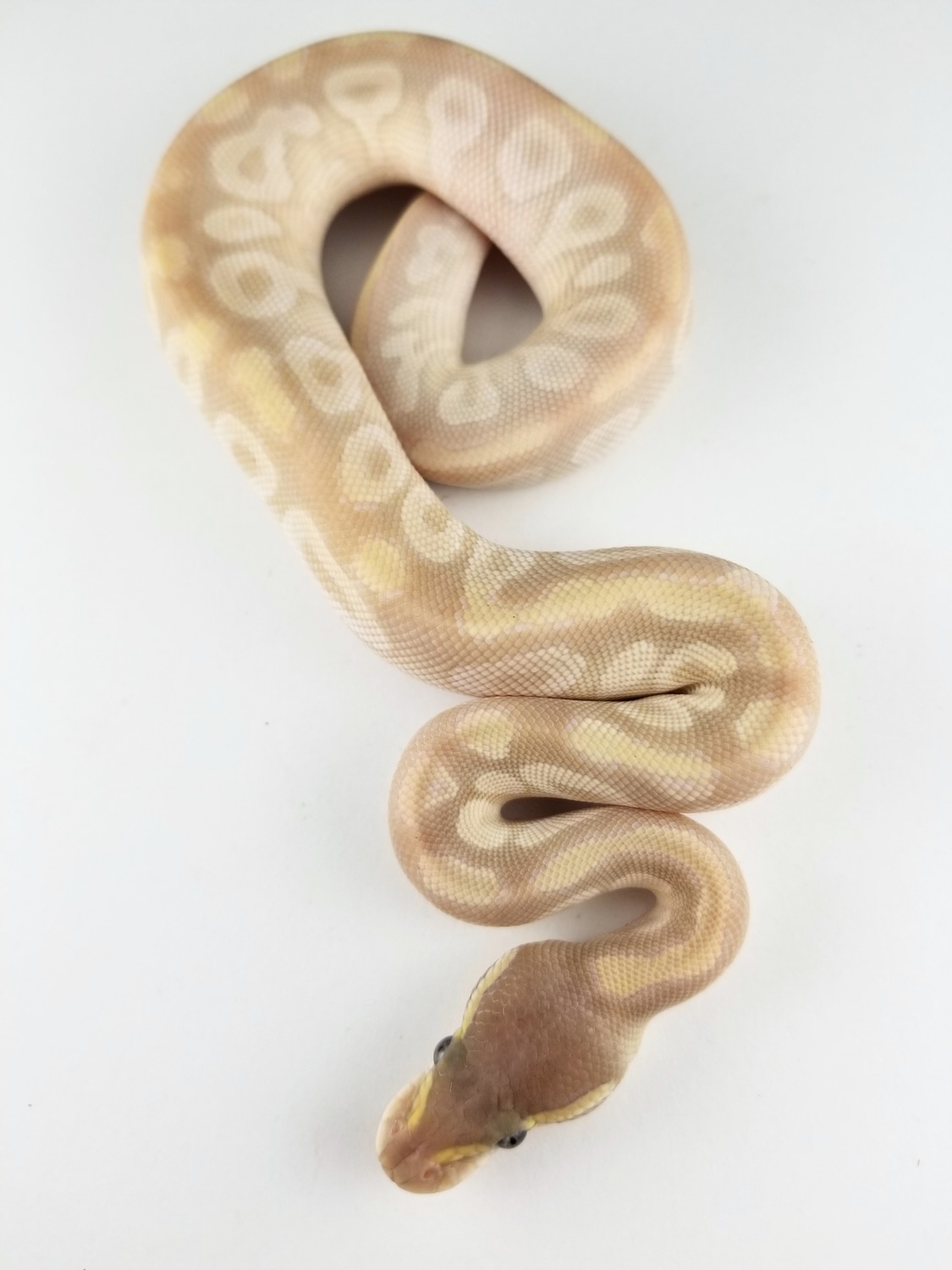 Crystal Het Ghost Ball Python by Powerline Reptiles - MorphMarket