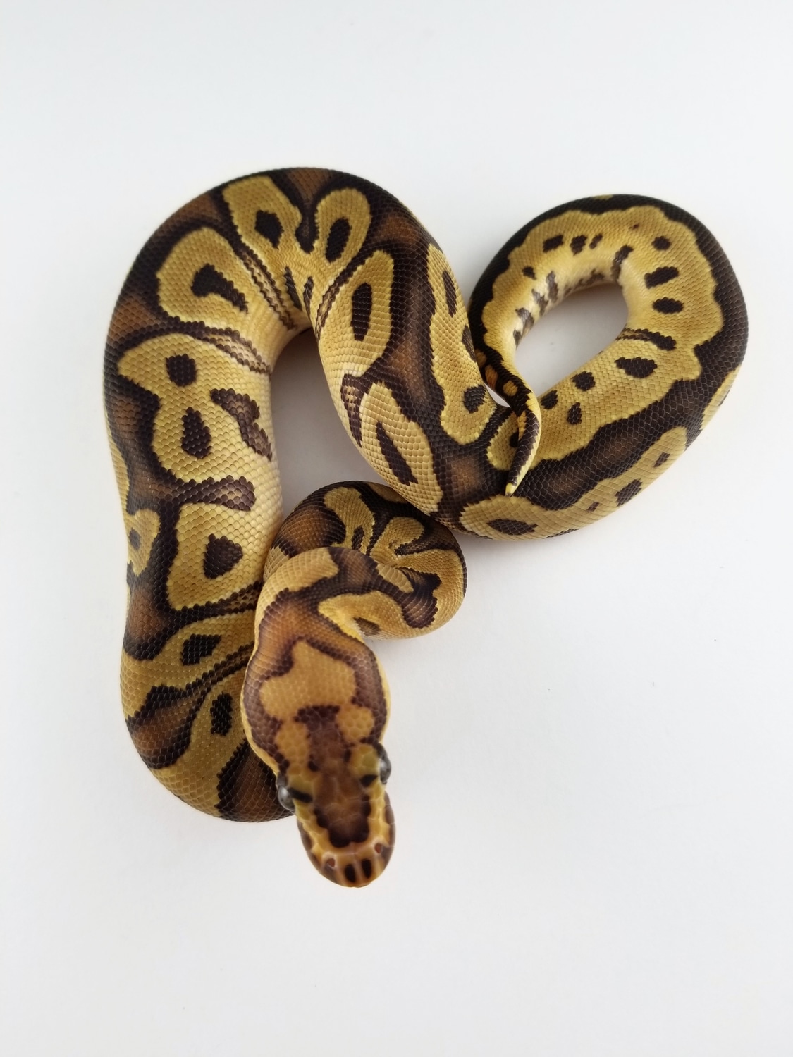Vanilla Or Fire Clown Ball Python by Powerline Reptiles - MorphMarket