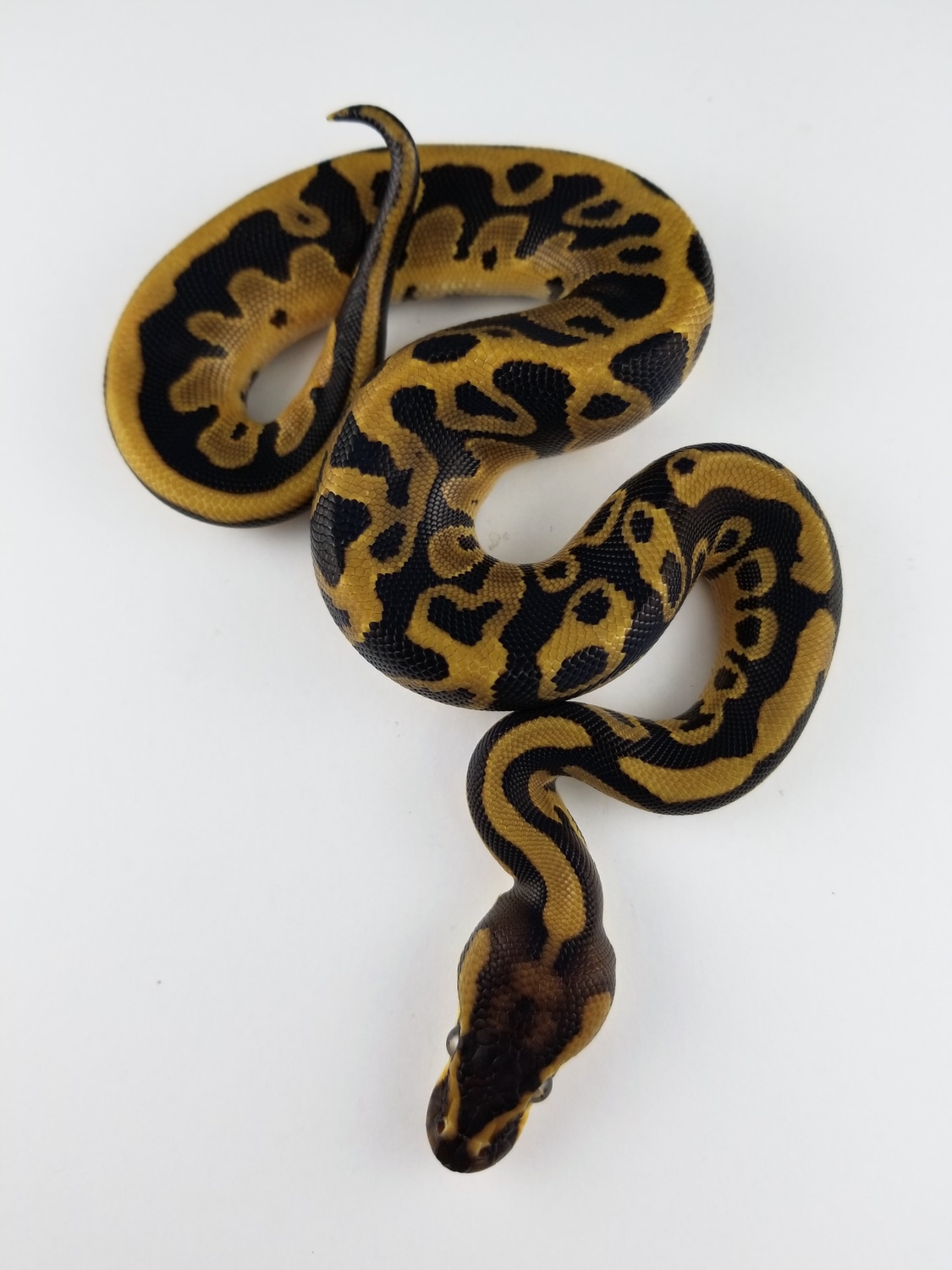 Arroyo Leopard Het Axanthic (TSK) Ball Python by Powerline Reptiles - MorphMarket