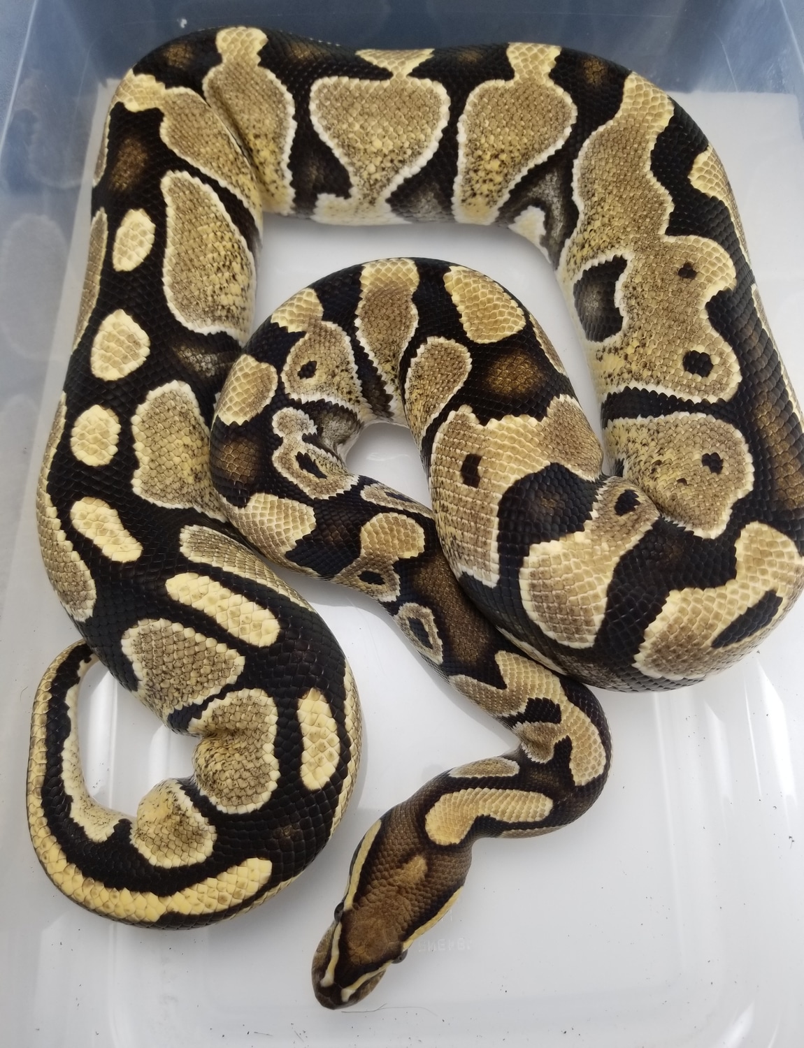 Proven Breeder Lace Ball Python by Powerline Reptiles - MorphMarket