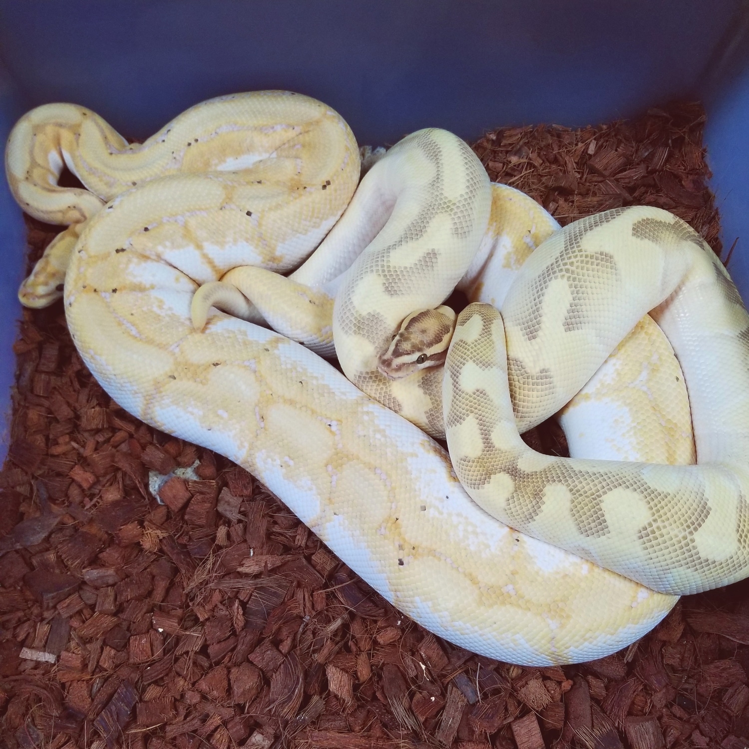 Proven Breeder Orange Dream Enchi Fire Lesser Ball Python by Powerline ...