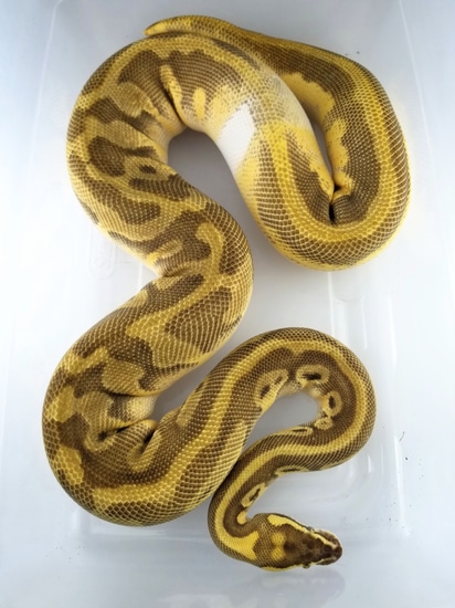 Proven Leopard Enchi Yellowbelly Firefly Ball Python by Powerline Reptiles