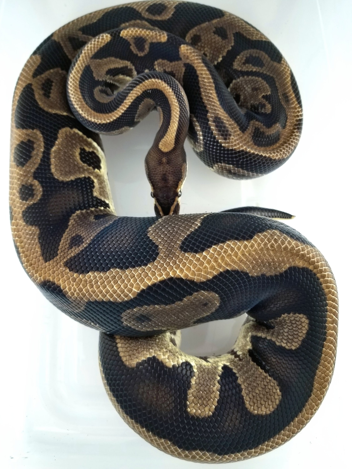 Proven Arroyo Leopard Ball Python by Powerline Reptiles - MorphMarket