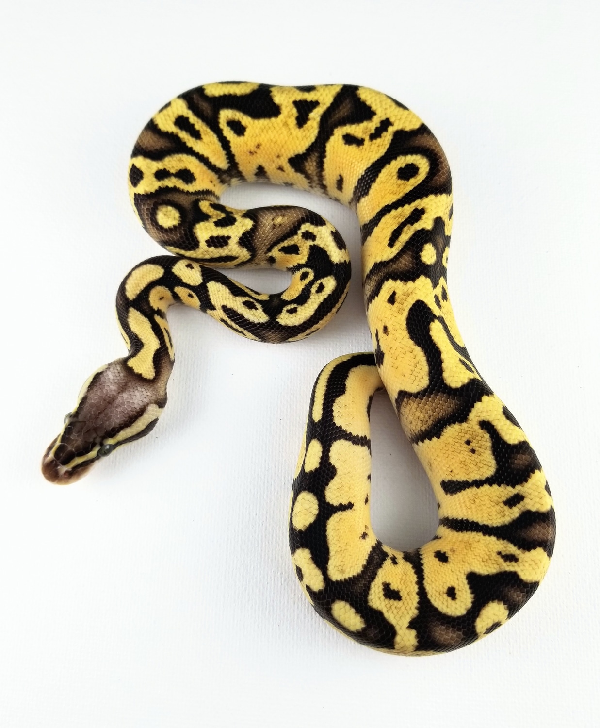 Firefly Double Het Albino TSK Axanthic Ball Python by Powerline ...