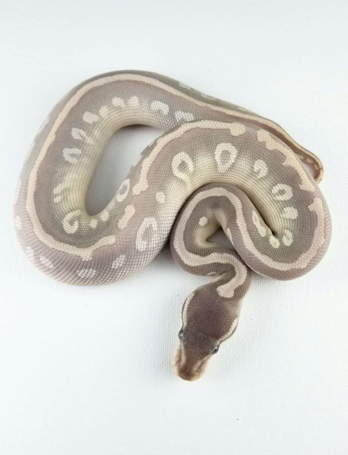 Mystic Potion Het Ghost Ball Python by Powerline Reptiles - MorphMarket