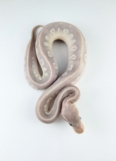 Pastel Mystic Potion Het Ghost Ball Python by Powerline Reptiles