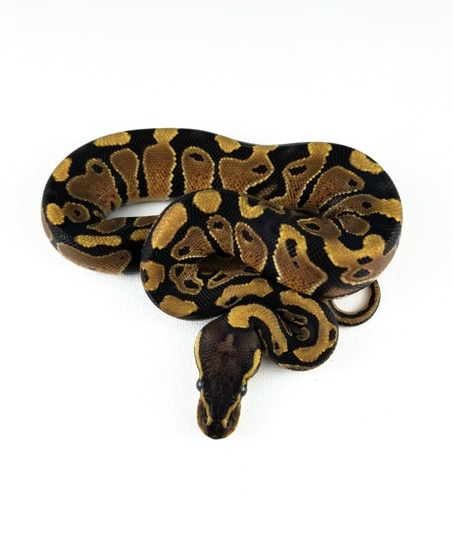 Normal 50% Het Ultramel Ball Python by Powerline Reptiles