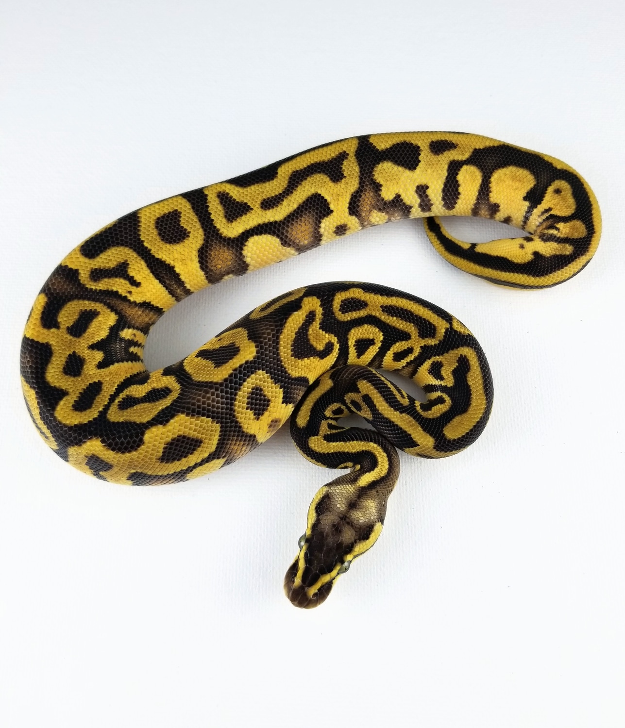 Pastel Leopard Yellow Belly Ball Python by Powerline Reptiles - MorphMarket