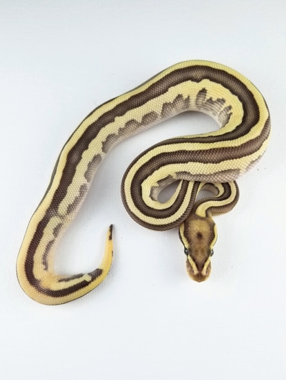 Lesser Fire Leopard Orange Dream 50% Het Piebald Ball Python by ...