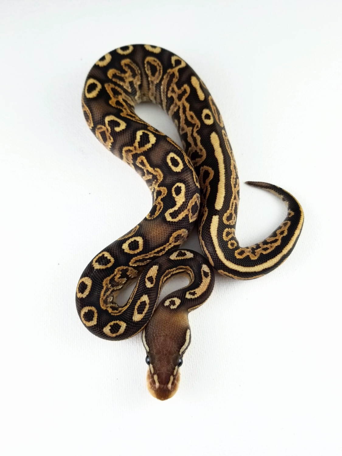 Trick Fire Black Pastel Ball Python by Powerline Reptiles - MorphMarket