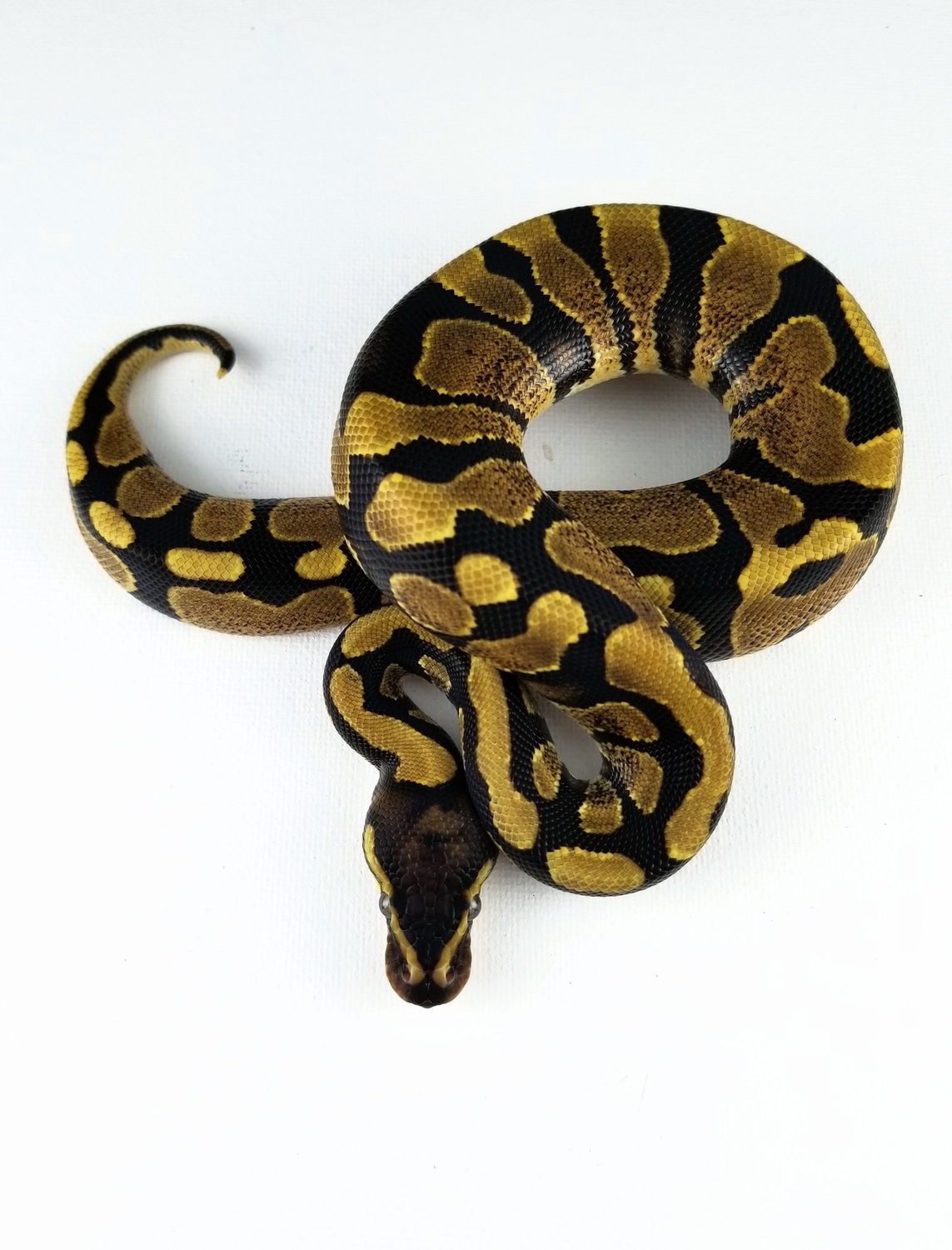 Yellow Belly Het Albino Ball Python by Powerline Reptiles - MorphMarket