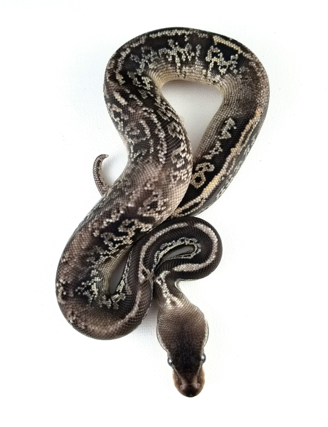 Black Pewter Leopard Yellow Belly Ball Python by Powerline Reptiles ...