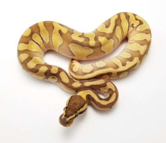 Lesser Fire Enchi Yellow Belly Ball Python by Powerline Reptiles
