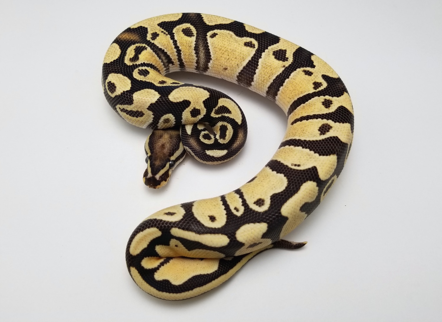 Fire Orange Dream 50% Het Piebald Ball Python by Powerline Reptiles ...