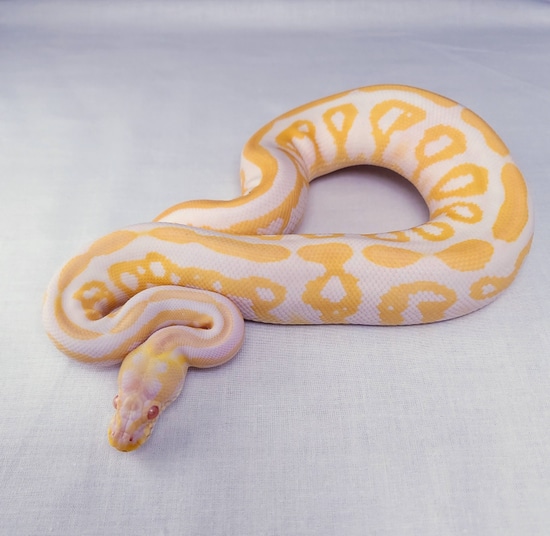 Black Pastel Leopard Albino 50% Het Piebald Ball Python by Powerline ...