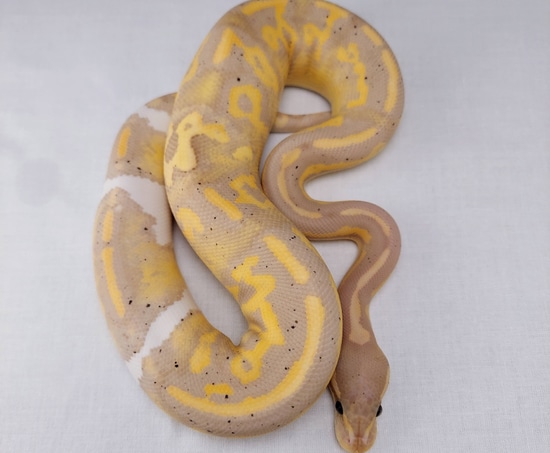 Fire Black Pastel Banana Yellow Belly Ball Python by Powerline Reptiles