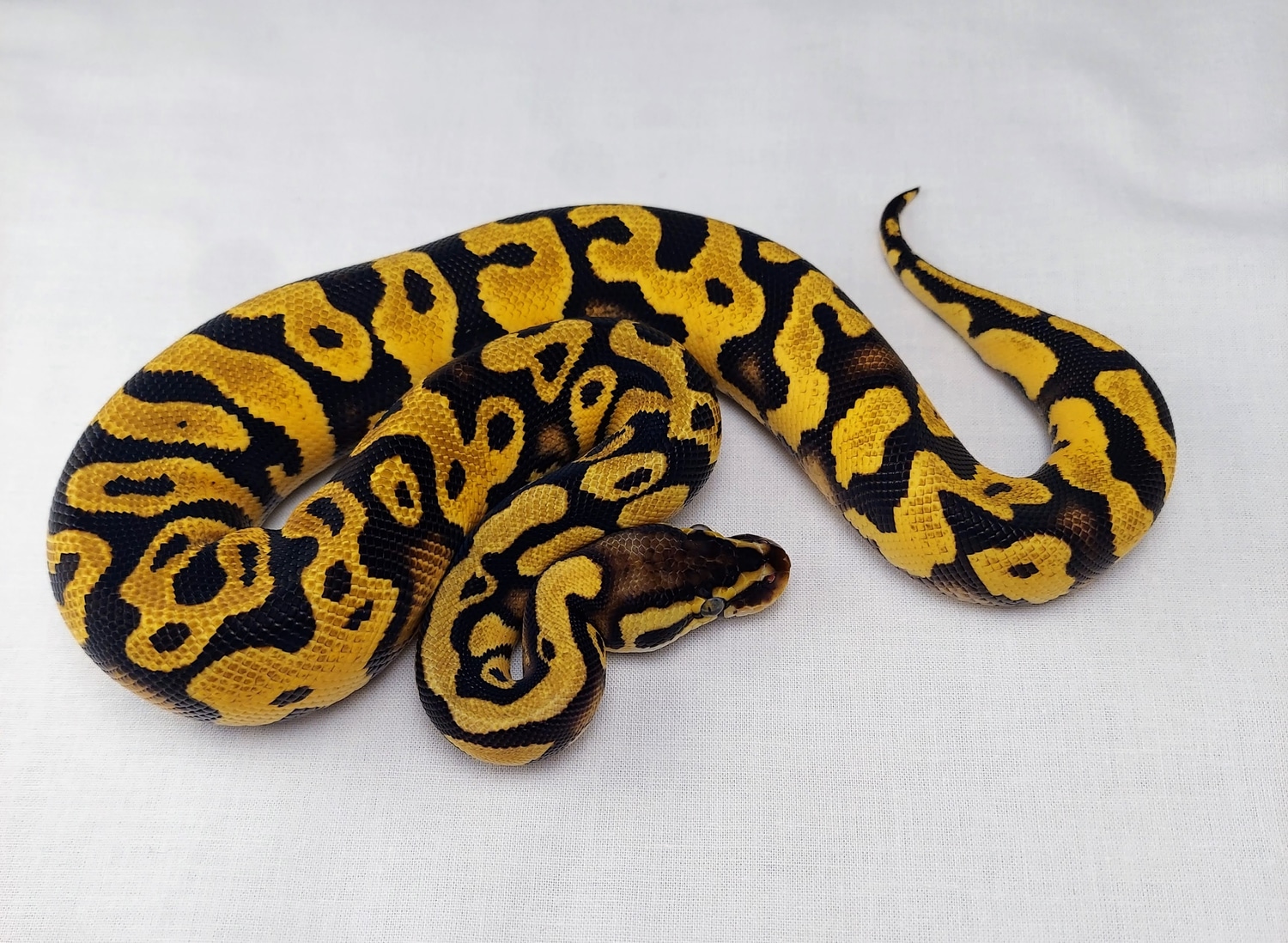 Pastel Yellow Belly/Asphalt 66% Het TSK Axanthic 50% Het Desert Ghost ...