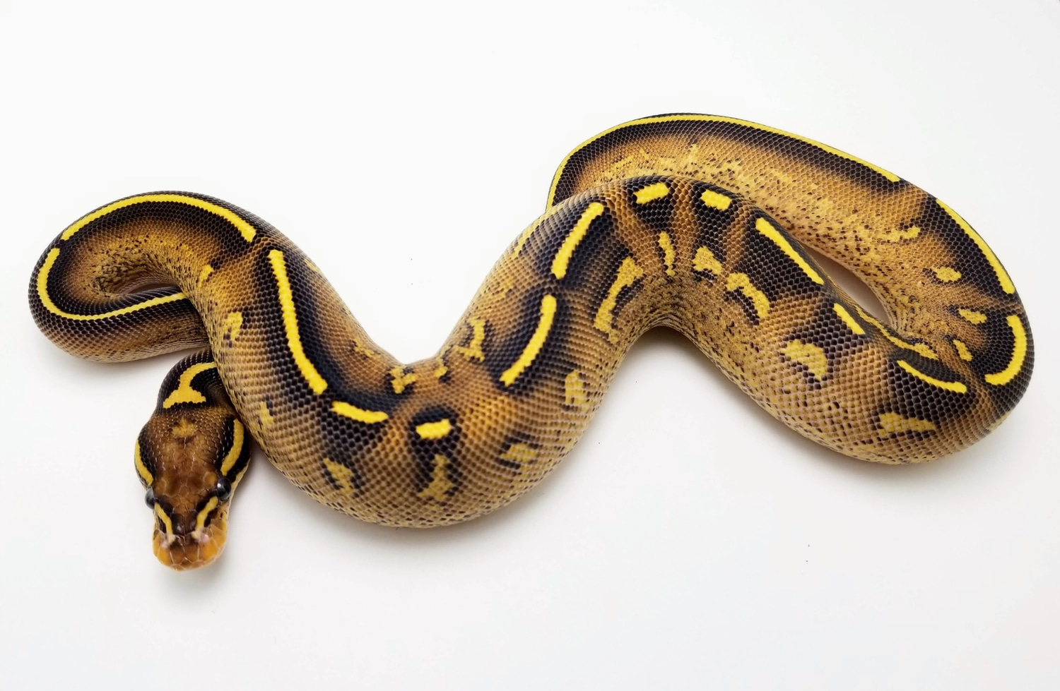 Freeway Possible Orange Dream 66% Het TSK Axanthic 50% Het Desert Ghost ...