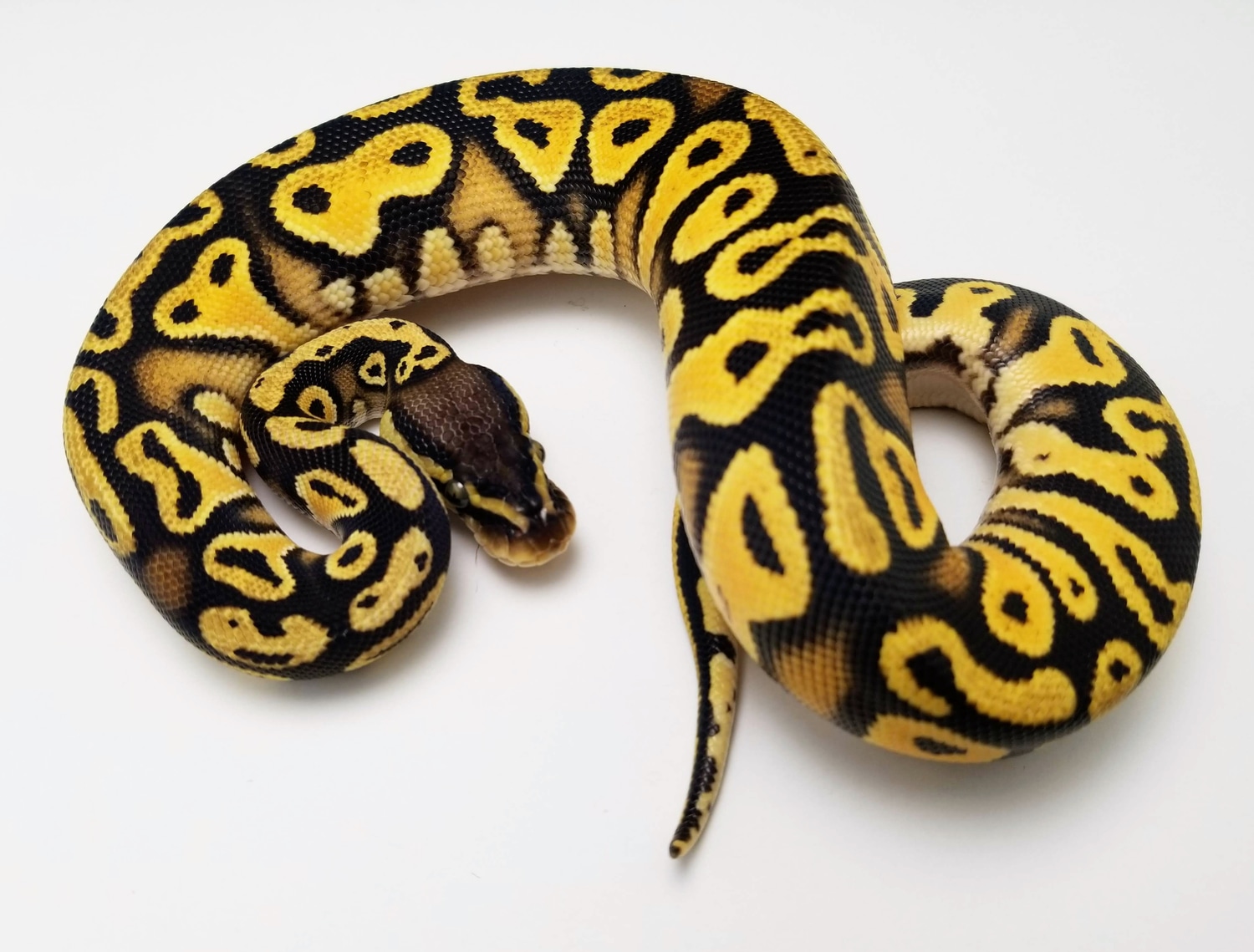 Pastel Orange Dream Yellow Belly/Asphalt 66% Het TSK Axanthic 50% Het ...