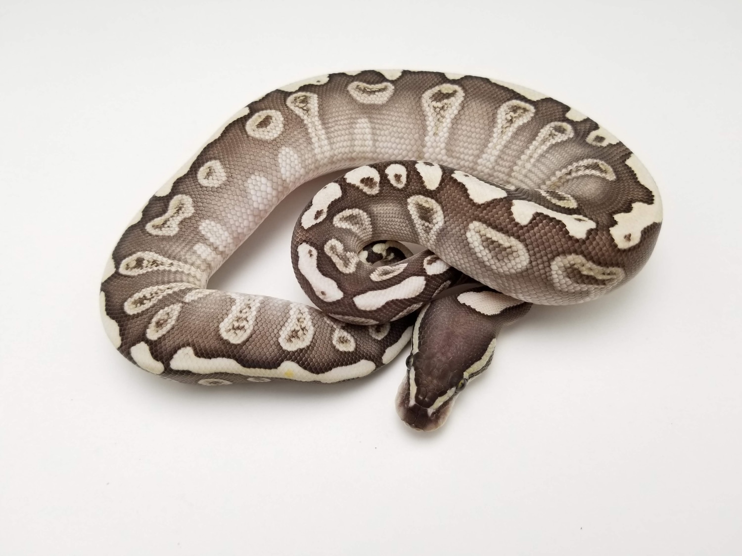 Lesser GHI Het Clown 66% Het Ghost Ball Python by Powerline Reptiles ...