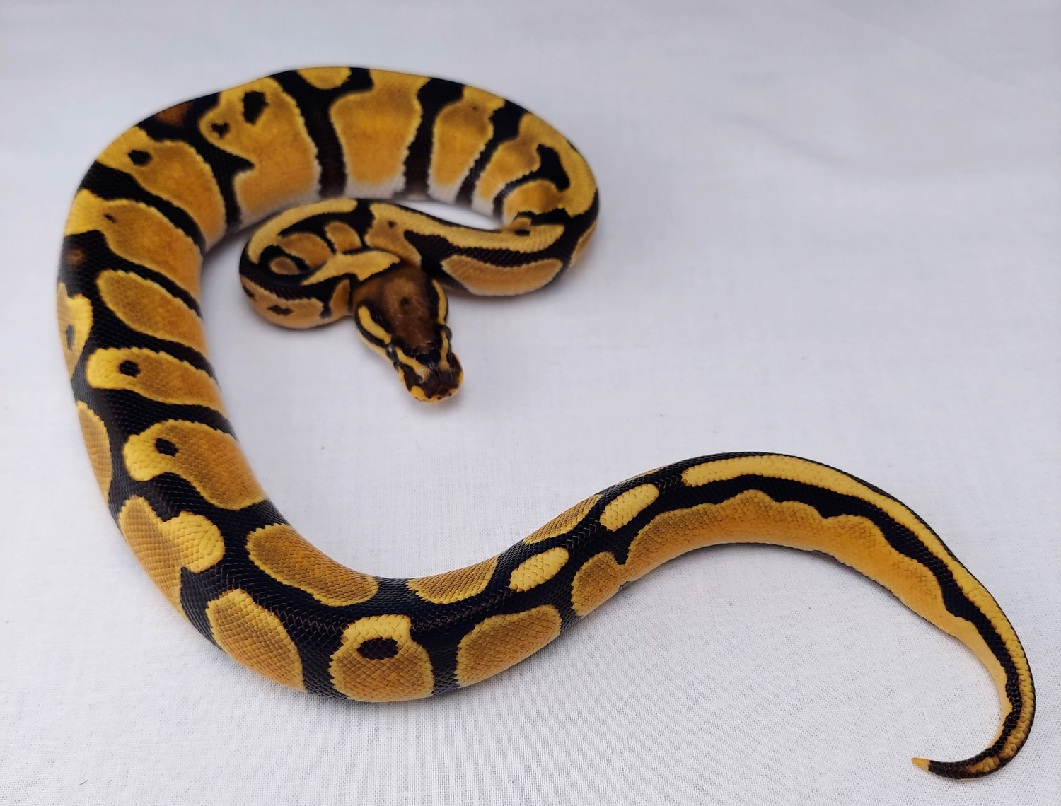 Vanilla Orange Dream Ball Python by Powerline Reptiles - MorphMarket