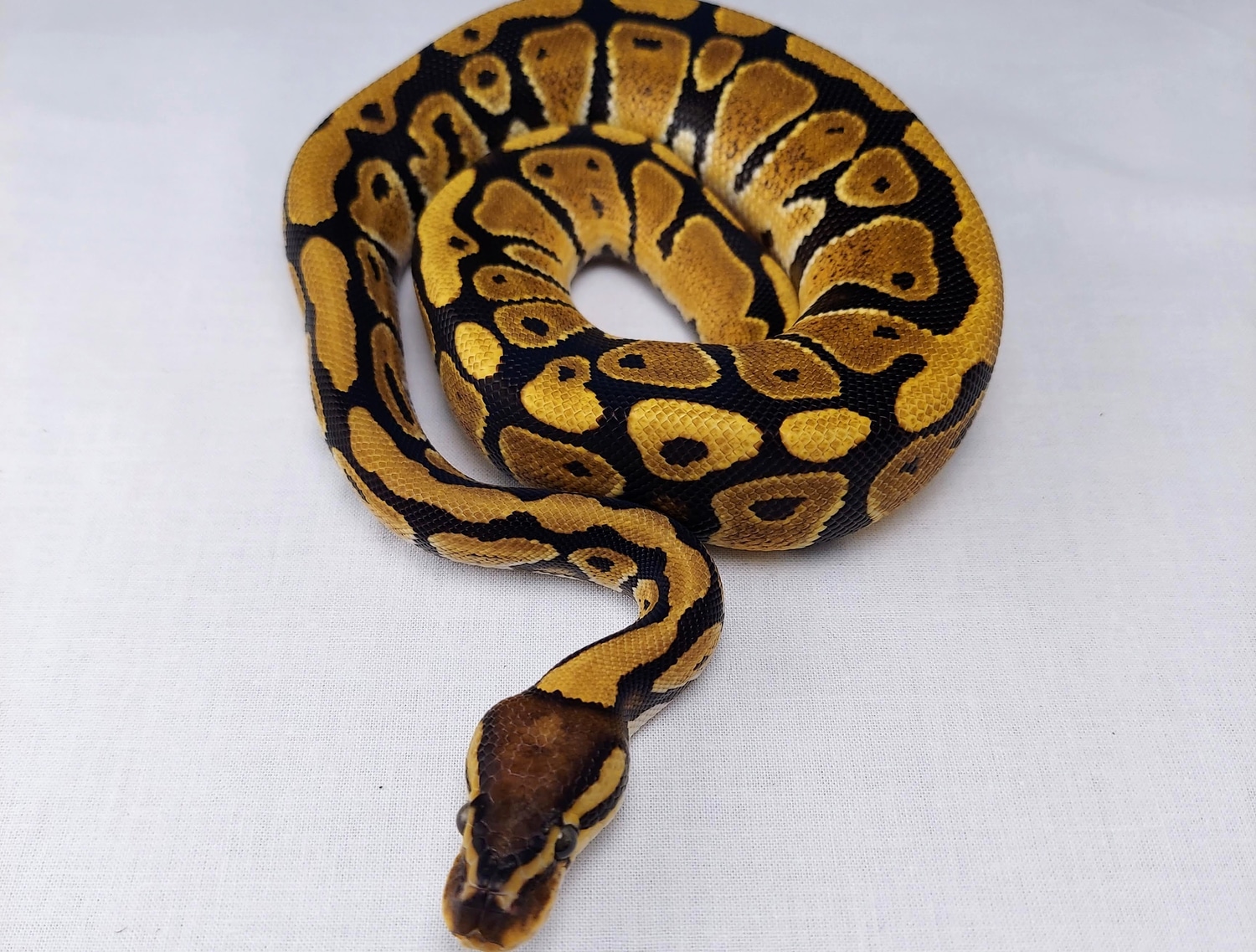 Vanilla Ball Python by Powerline Reptiles - MorphMarket