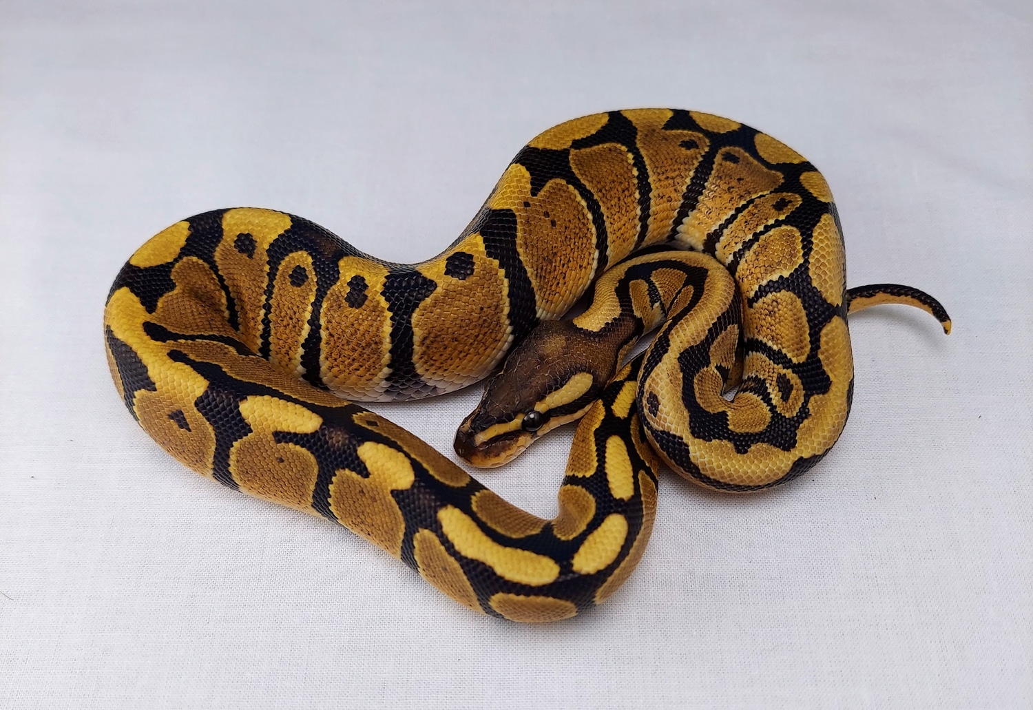 Vanilla Ball Python by Powerline Reptiles - MorphMarket