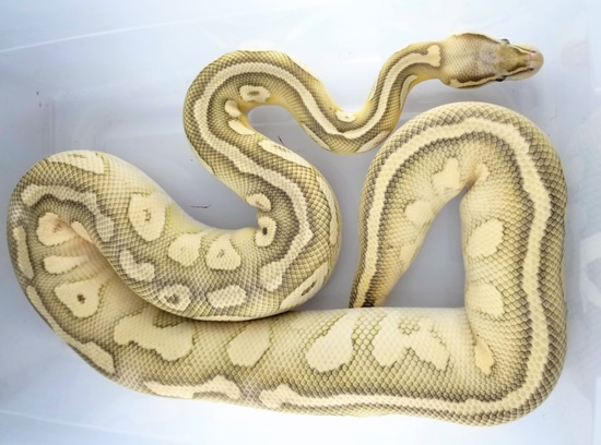 Proven Ghost Super Pastel Lesser 50% Het Pied Ball Python by Powerline ...