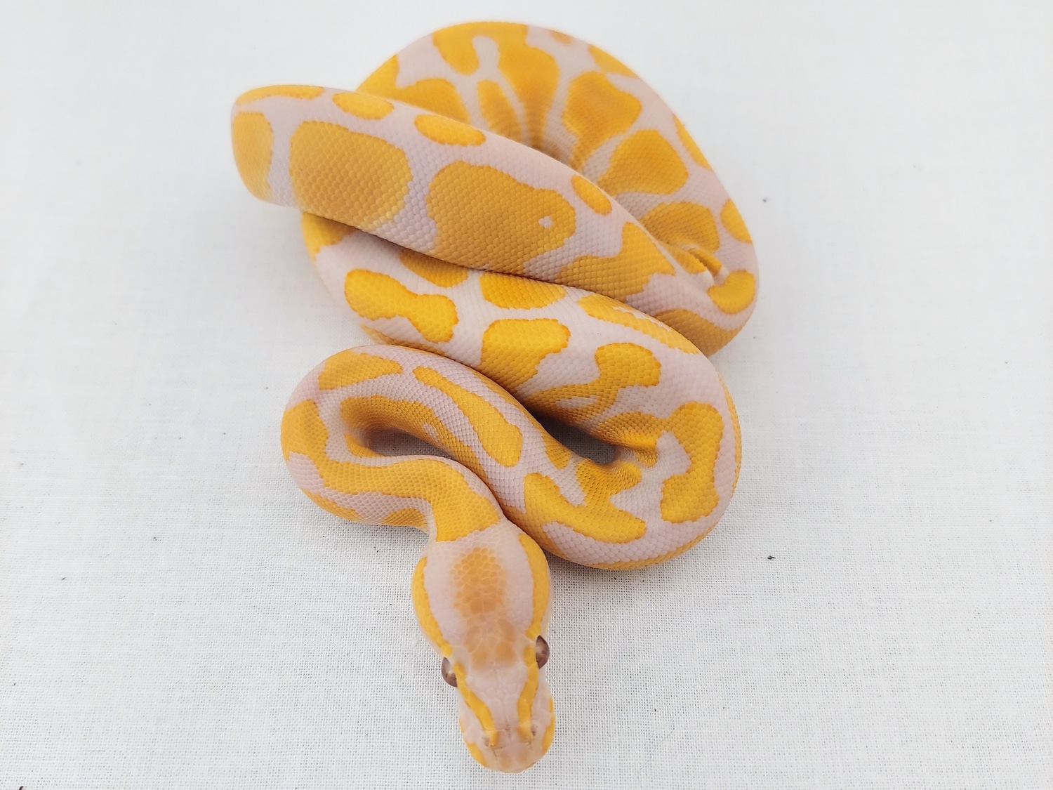 Lavender Albino Ball Python by Powerline Reptiles - MorphMarket