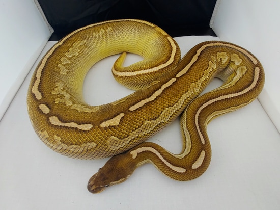 Proven Black Pastel Lesser Het Piebald Het Albino 50% Het Ghost Ball ...