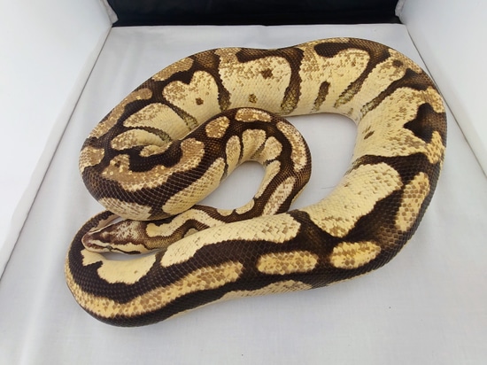 Proven Firefly Het TSK Axanthic Ball Python by Powerline Reptiles
