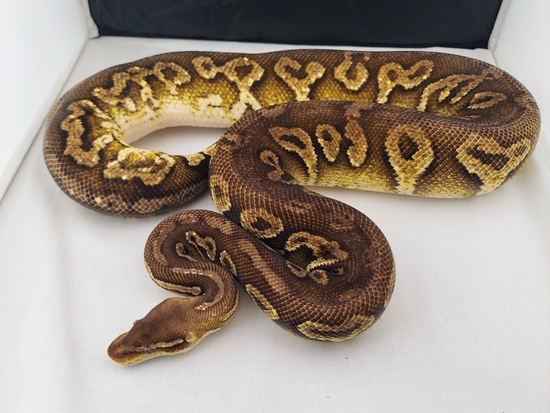 Proven Black Pewter Yellow Belly Het Ghost Ball Python by Powerline ...