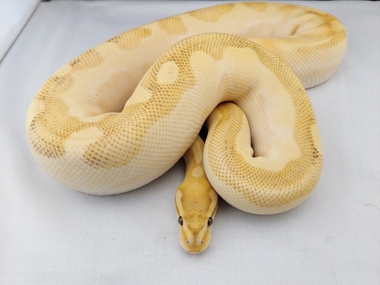 Proven Orange Dream Black Pastel Lesser Fire Enchi Ball Python by ...