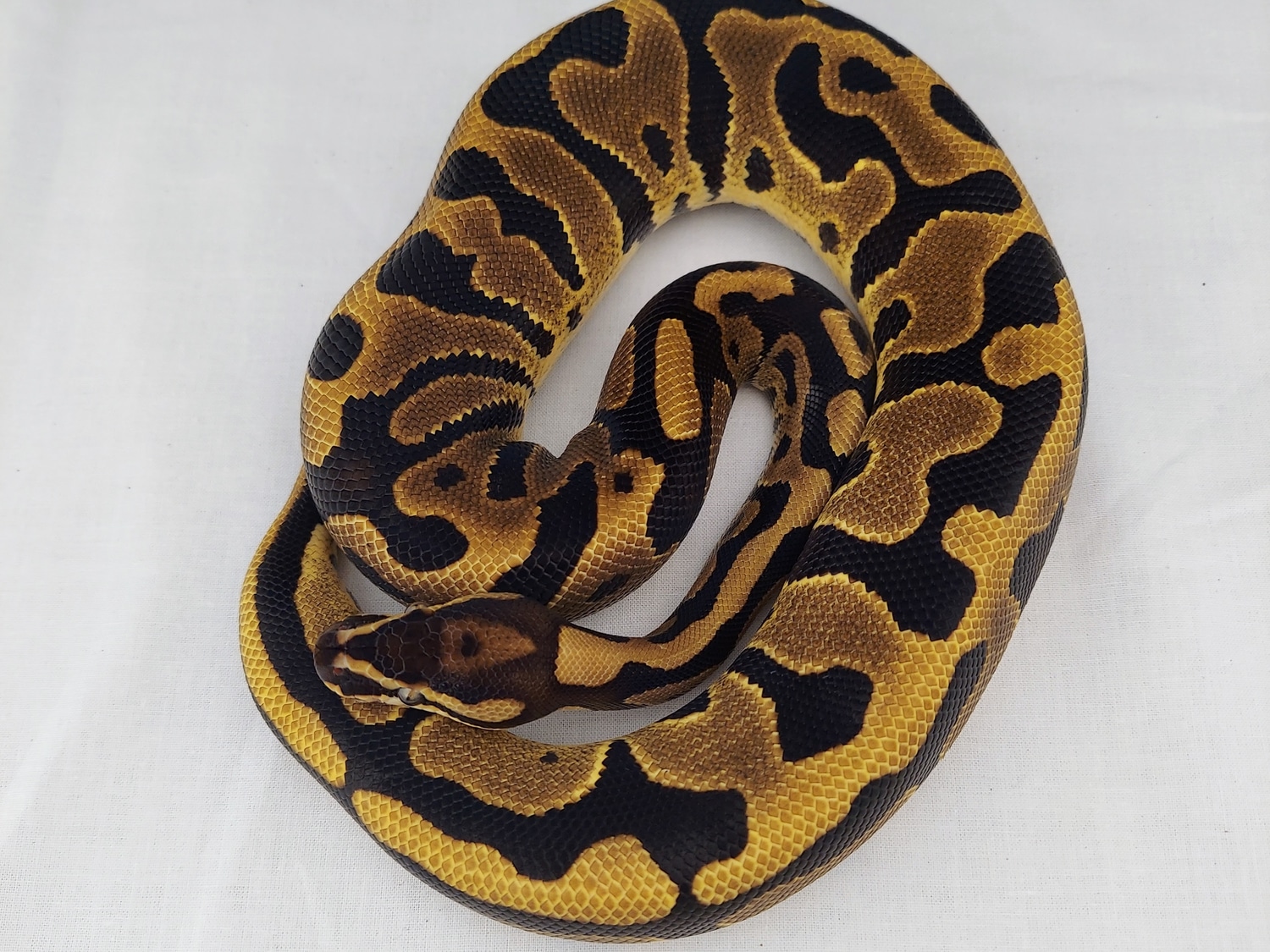Leopard Yellow Belly Het Albino Ball Python by Powerline Reptiles ...