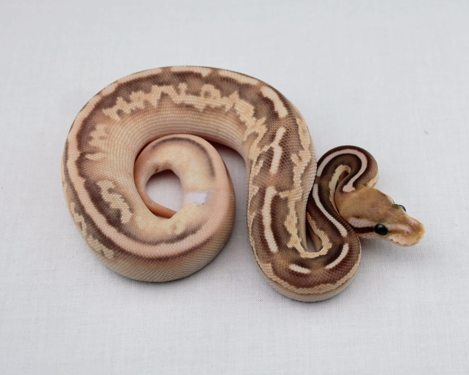 Lesser Fire Black Pastel Orange Dream Het Ultramel 50% Het Piebald Ball ...