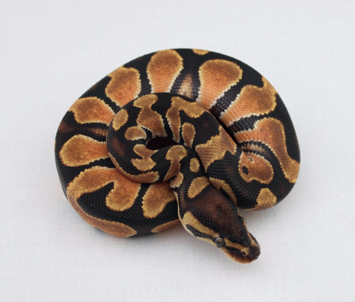 Orange Dream Het Ghost Ball Python by Powerline Reptiles - MorphMarket