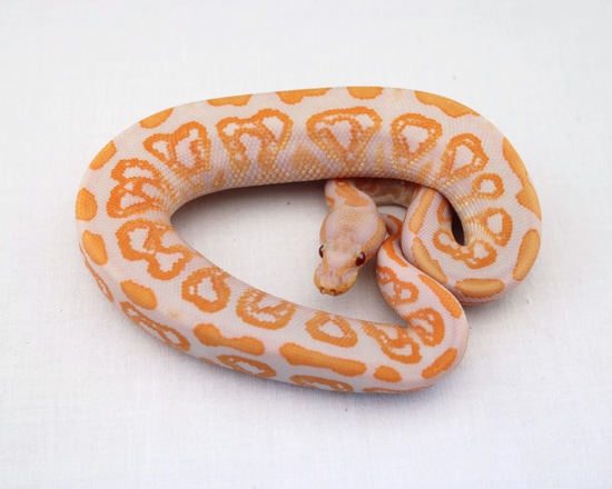 Black Pastel Lavender Albino Ball Python by Powerline Reptiles