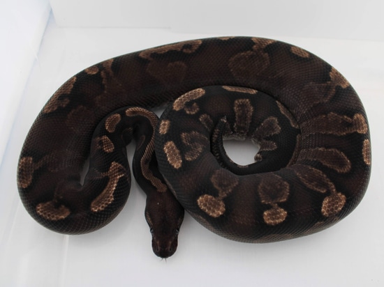 Proven GHI Mahogany Ball Python by Powerline Reptiles