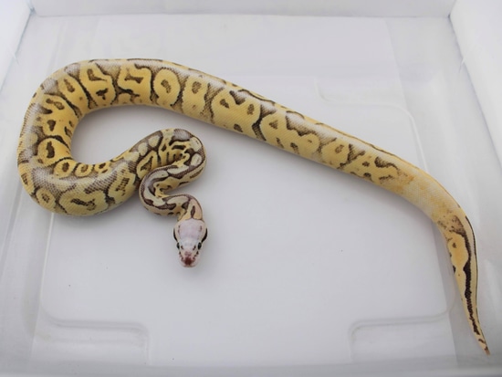 Pastel Super Vanilla GHI (100% Het Ghost) Ball Python by Powerline Reptiles