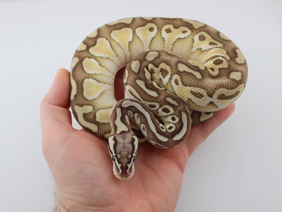 *No Reserve* Pastel Lesser (100% Het Clown / 50% PH Ghost) Ball Python ...