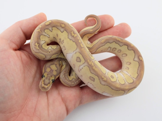 Lesser Ghost Clown Ball Python by Powerline Reptiles