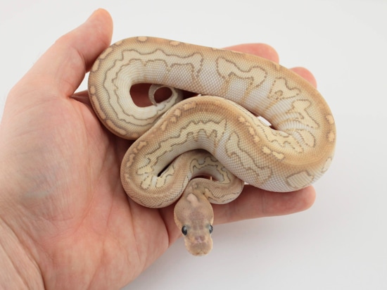 Black Platinum GHI Ghost Clown Ball Python by Powerline Reptiles